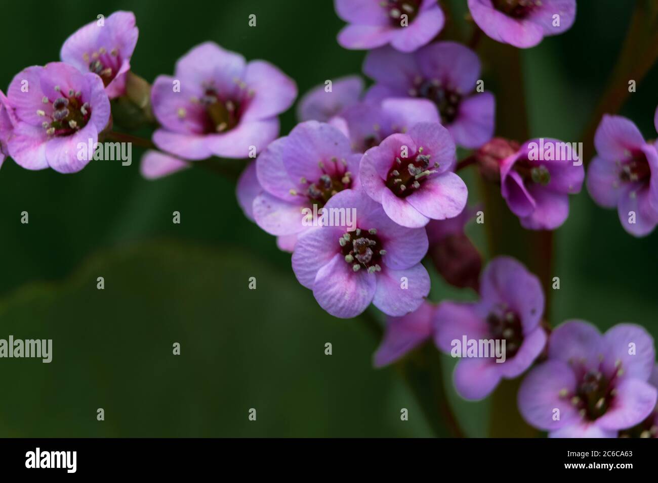 Picture perfect bloom hi-res stock photography and images - Alamy