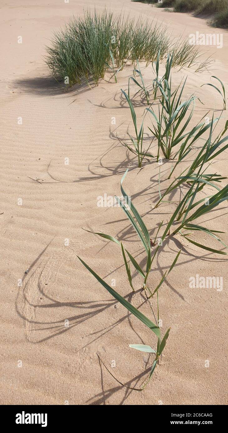 Grass on beach Stock Photo - Alamy