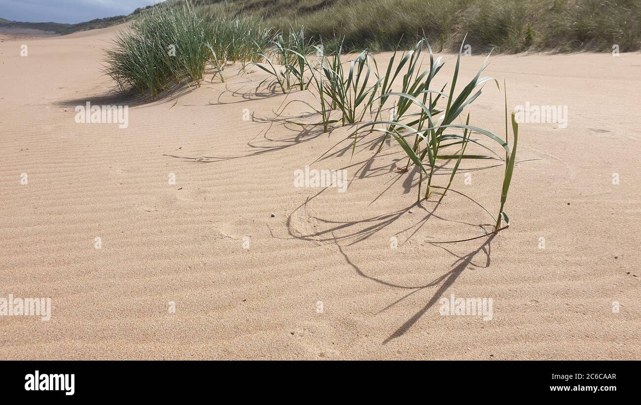 Grass on beach Stock Photo - Alamy