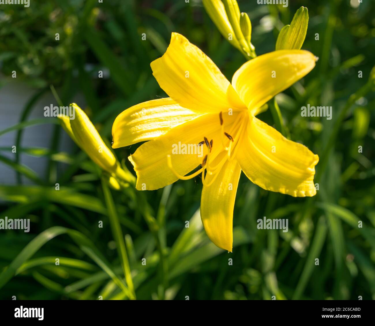 Lily floral photography hi-res stock photography and images - Alamy