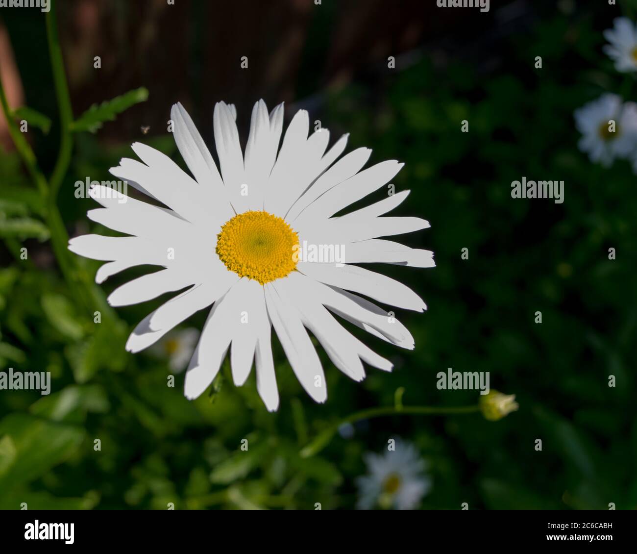 Perfect white daisy picture hi-res stock photography and images - Alamy