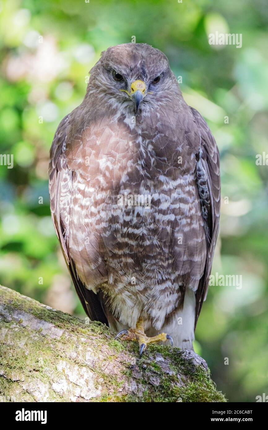 Portrait common buzzard flying hi-res stock photography and images - Alamy
