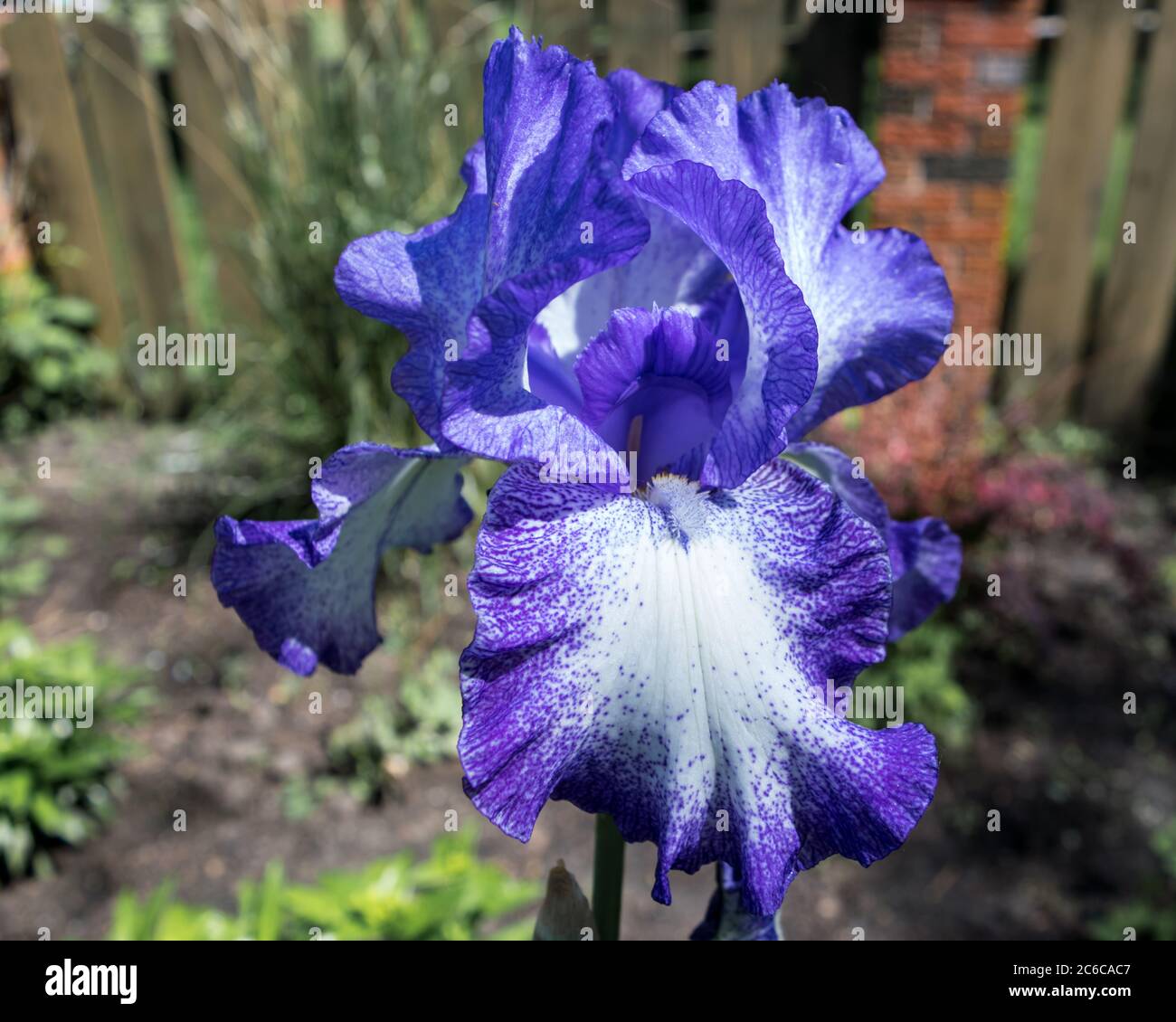 Perfect iris hi-res stock photography and images - Alamy