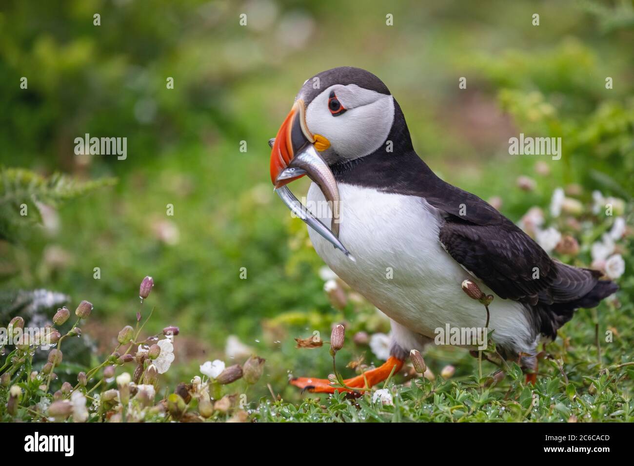Birds wildlife portrait puffin hi-res stock photography and images - Alamy