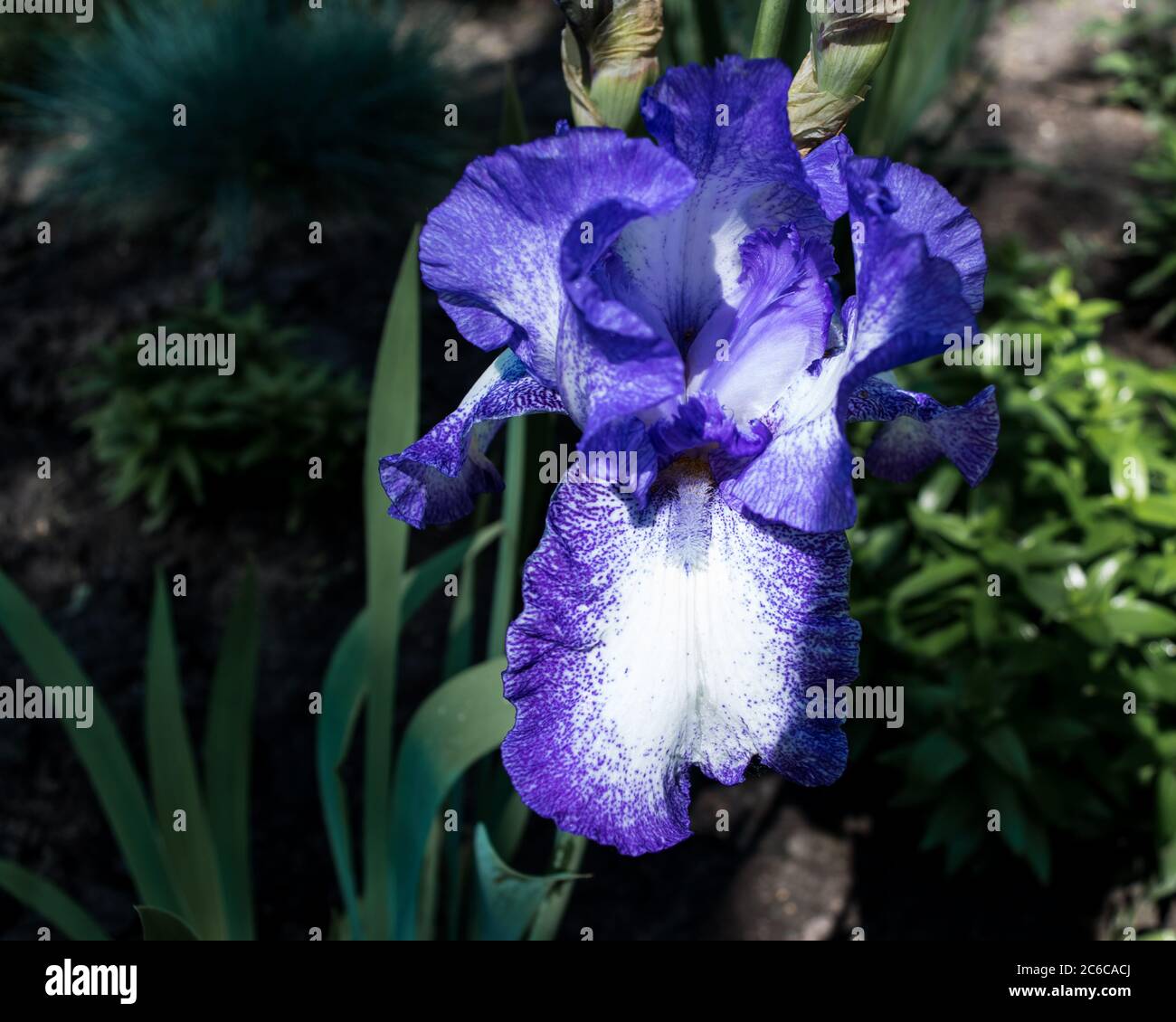 Perfect iris hi-res stock photography and images - Alamy