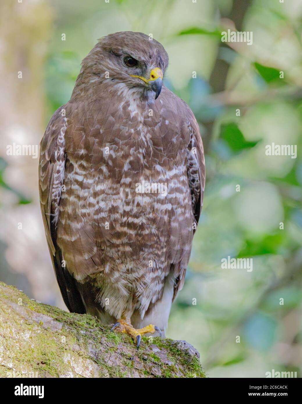 Bop hi-res stock photography and images - Alamy