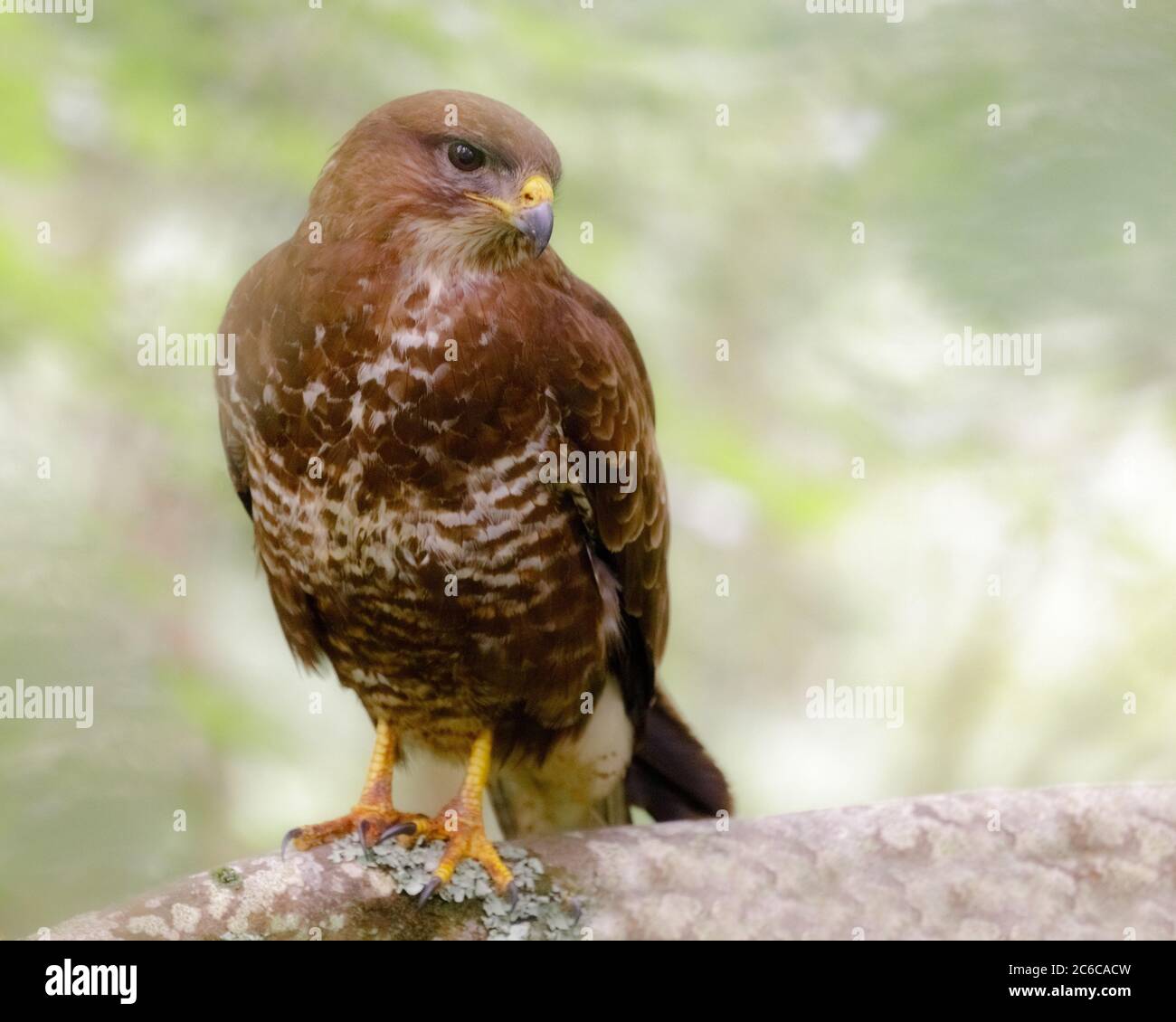 Light common buzzard hi-res stock photography and images - Alamy