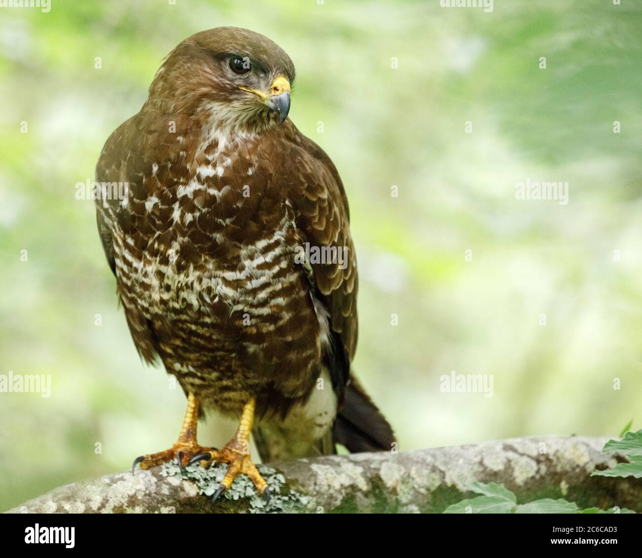 Light common buzzard hi-res stock photography and images - Alamy