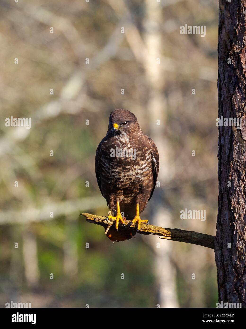 Bop hi-res stock photography and images - Alamy