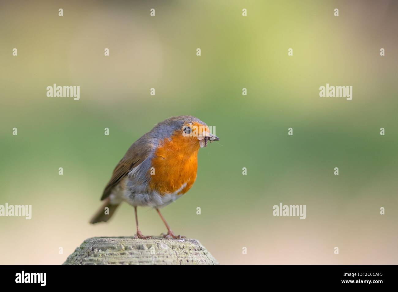 Robin common bird species hi-res stock photography and images - Alamy