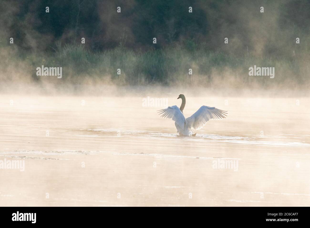 Muted plumage hi-res stock photography and images - Alamy