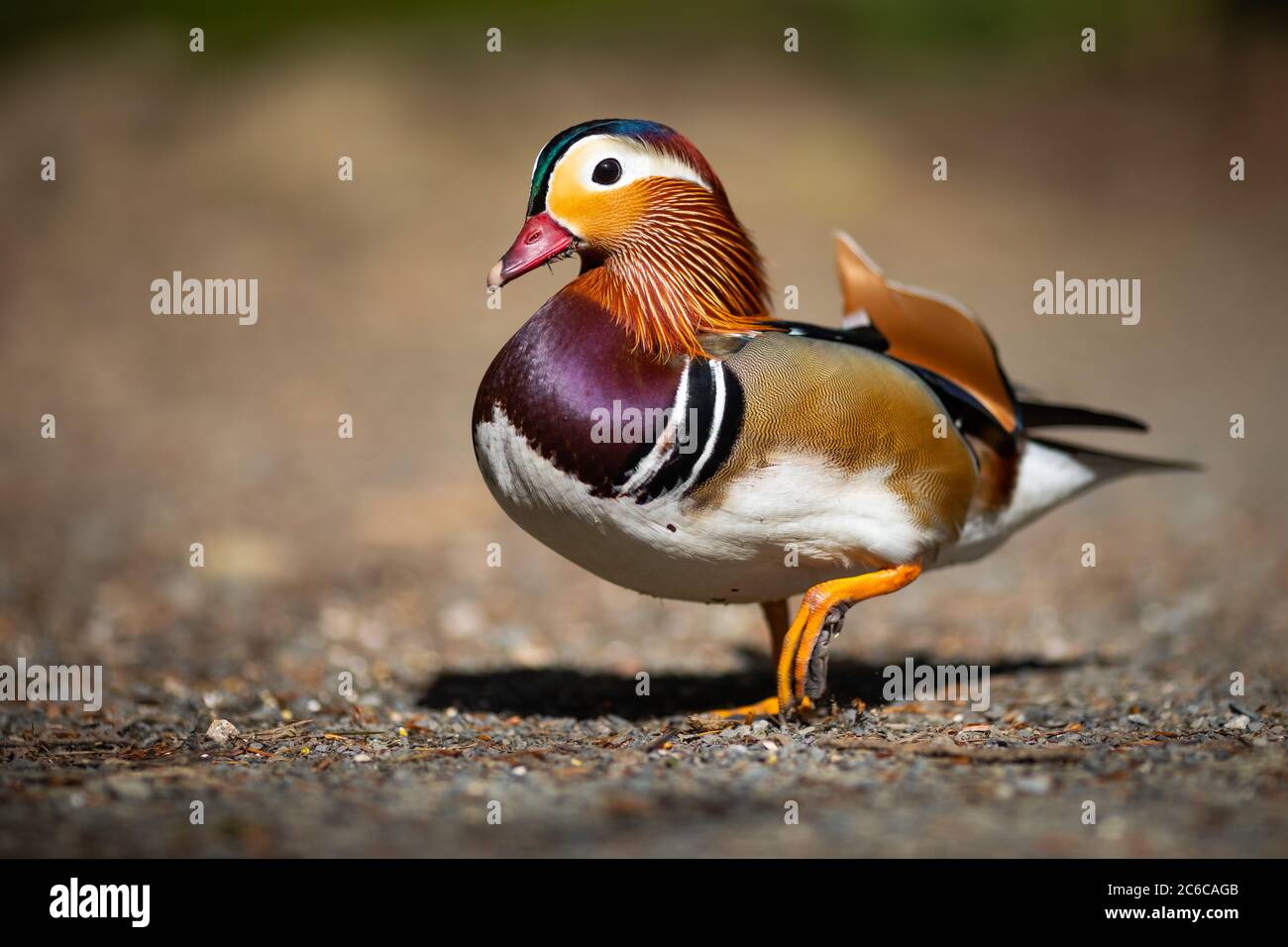 Male Mandarin Duck Stock Photo - Alamy