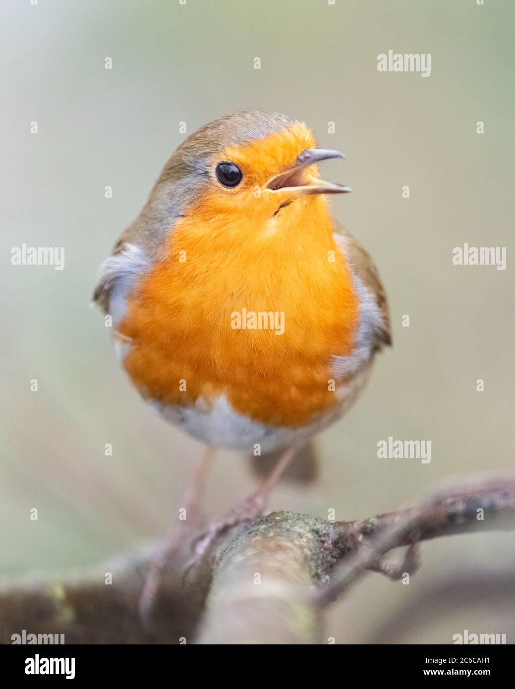 Robin land hi-res stock photography and images - Alamy