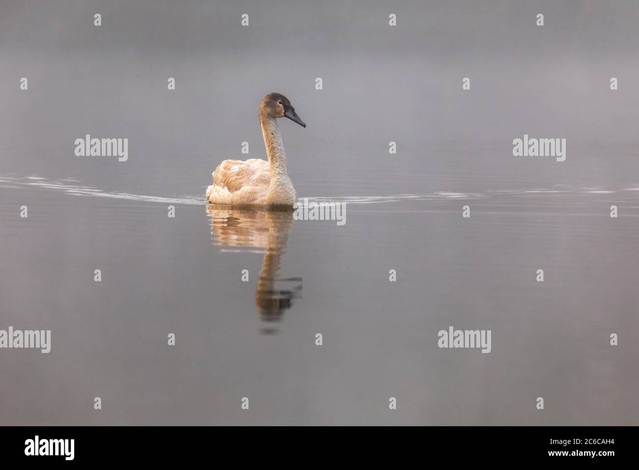 Muted plumage hi-res stock photography and images - Alamy
