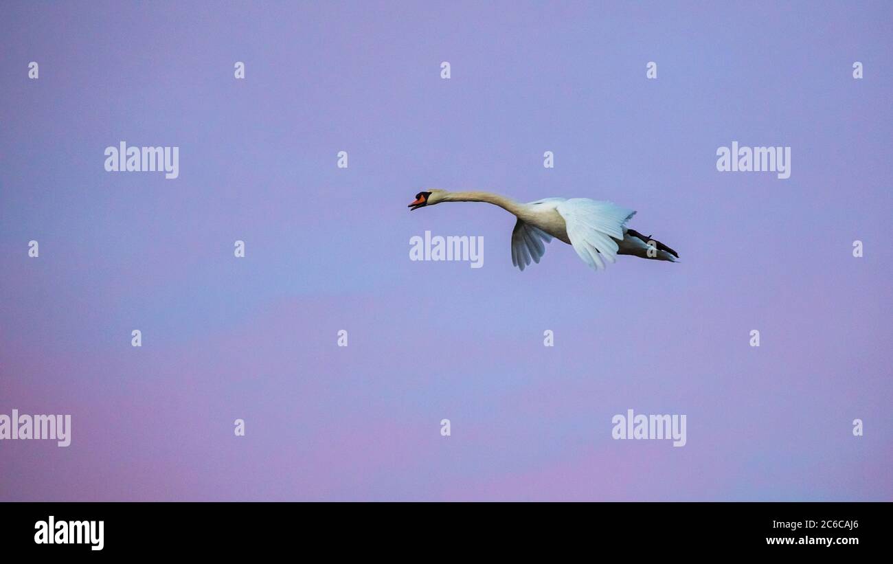 Muted Swan goes for a fly as the sun set Stock Photo - Alamy
