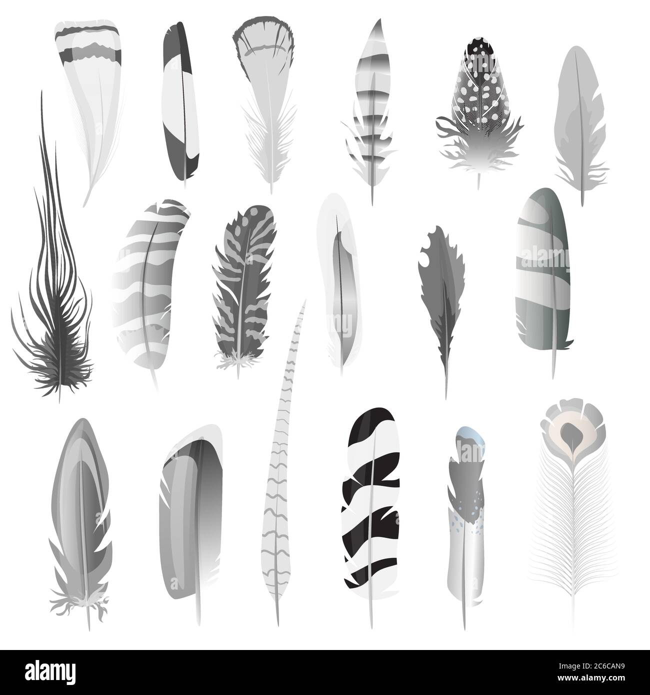 Collection of detailed black and white style bird feathers set ...