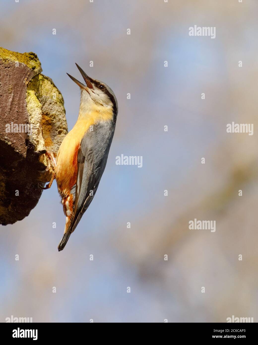 Nuthatch nature photo and image hi-res stock photography and images - Alamy