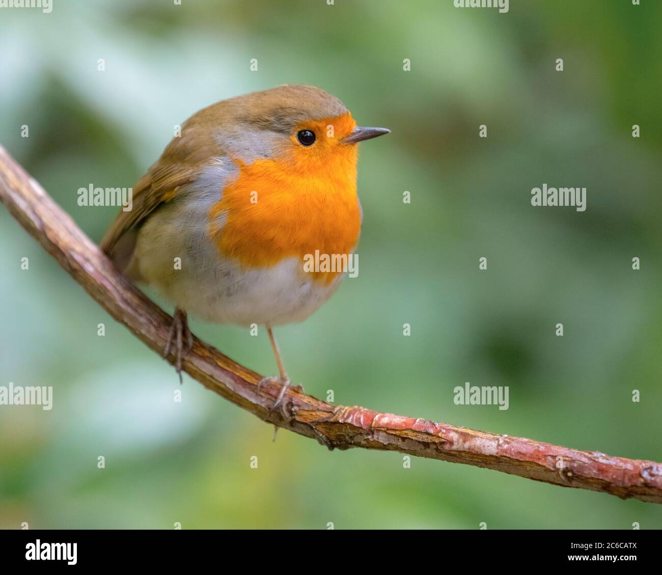 Robin common bird species hi-res stock photography and images - Alamy