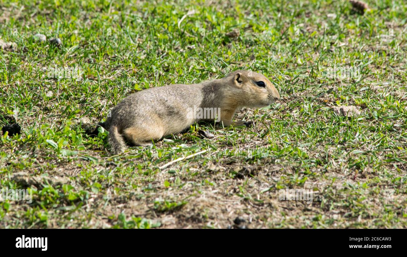 Dogs mating hi-res stock photography and images - Alamy