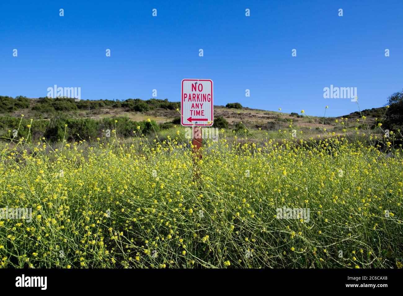 No Parking Any Time sign among blue skies and vibrant mustard flowers ...