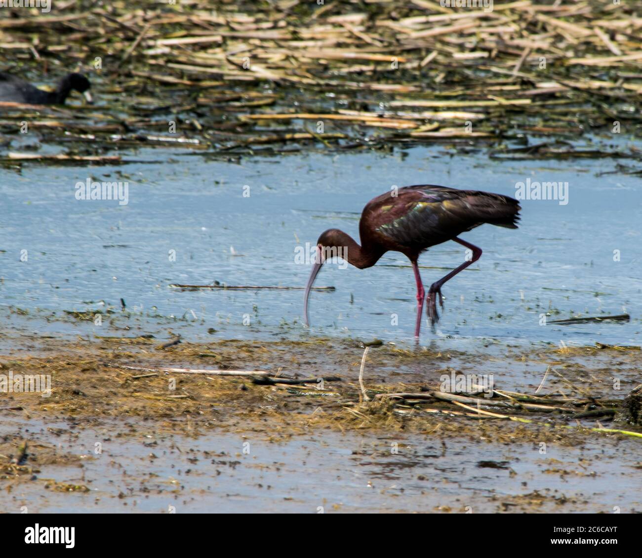 White faced Ibis Stock Photo - Alamy