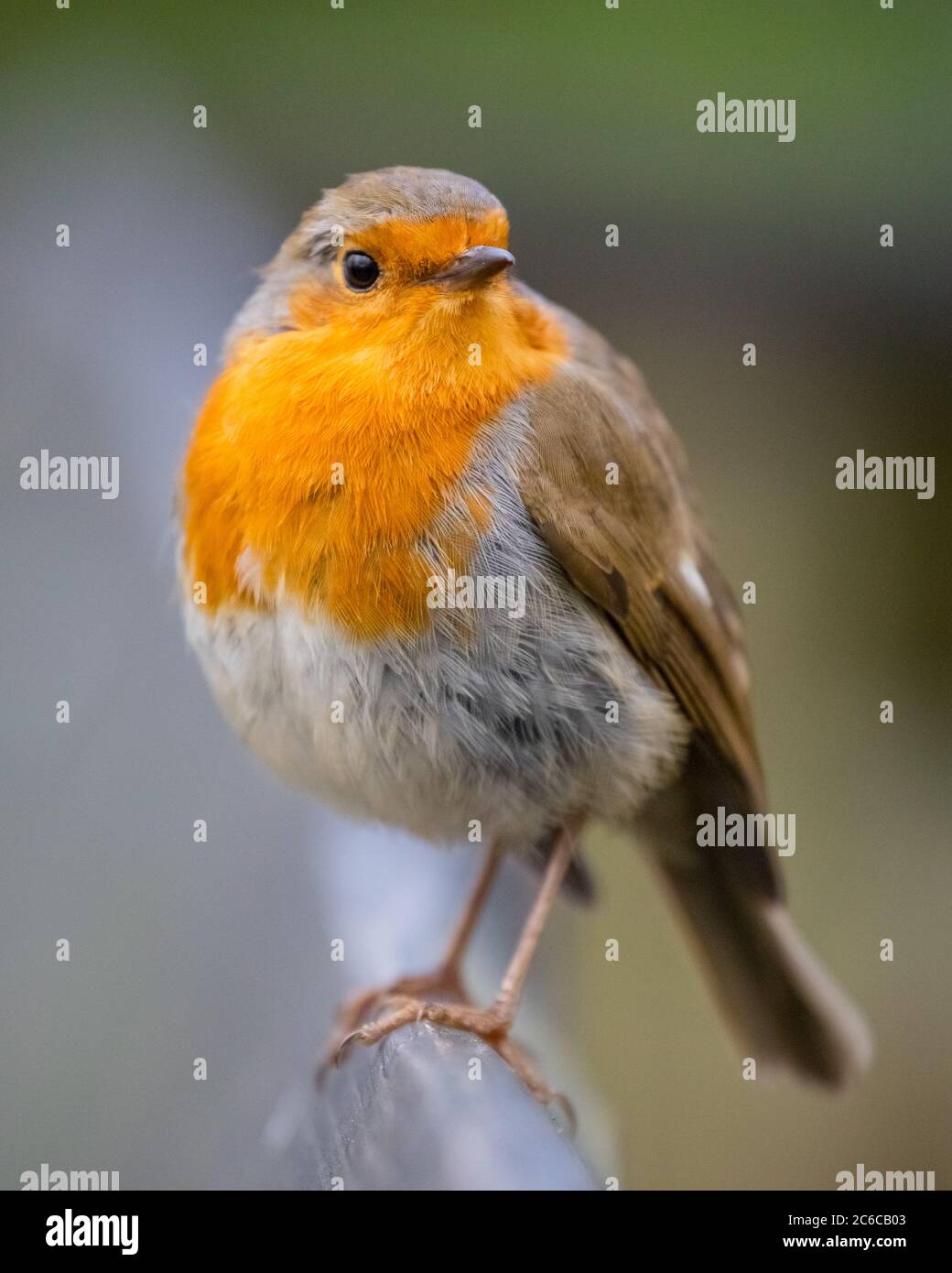 Robin common bird species hi-res stock photography and images - Alamy