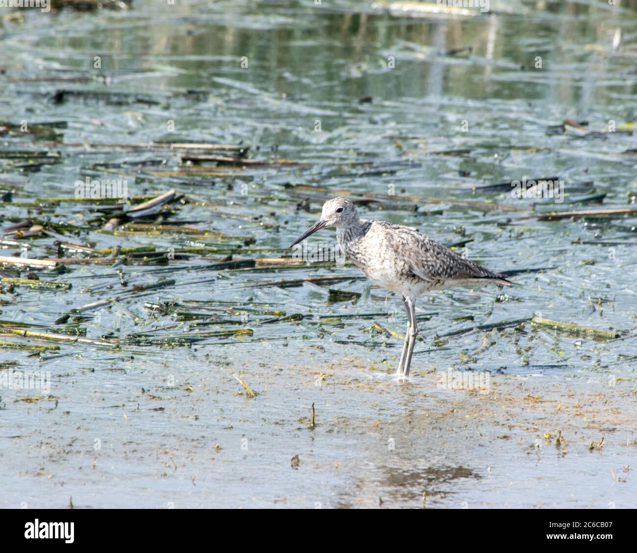 Wetlands birds hi-res stock photography and images - Alamy
