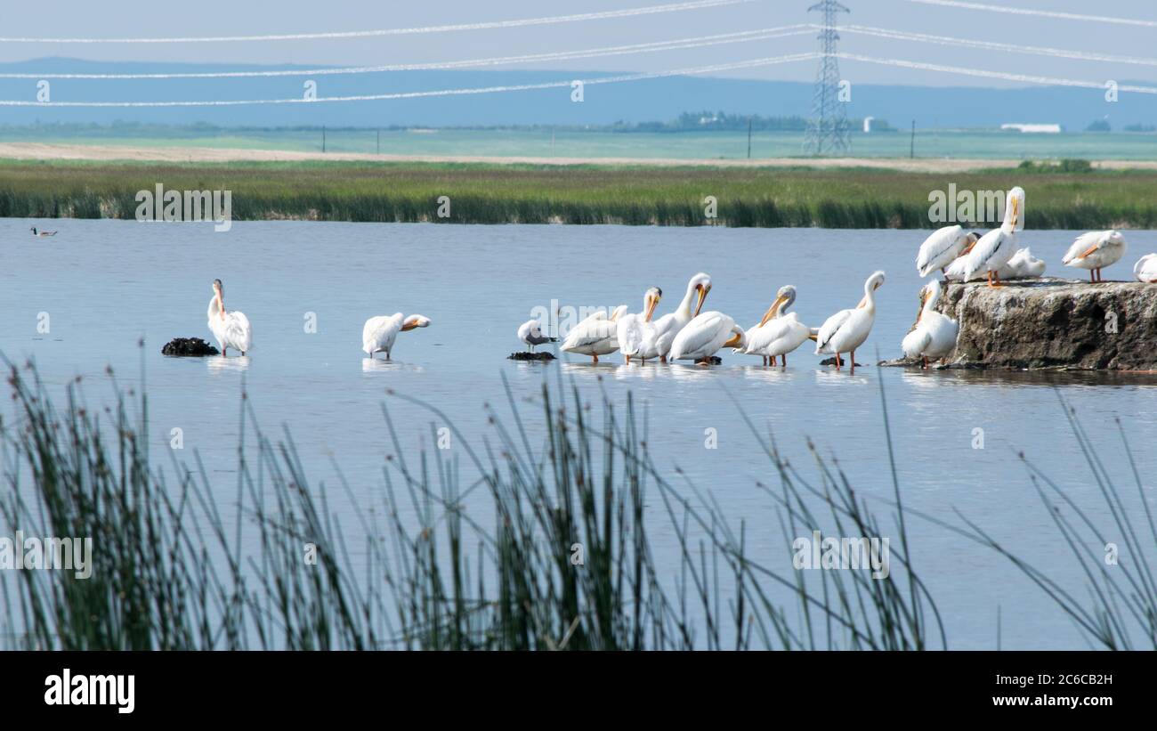 American white pelican migration hi-res stock photography and images ...