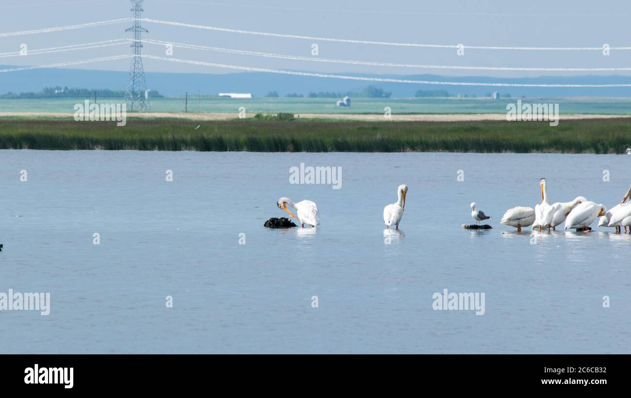 American white pelican migration hi-res stock photography and images ...