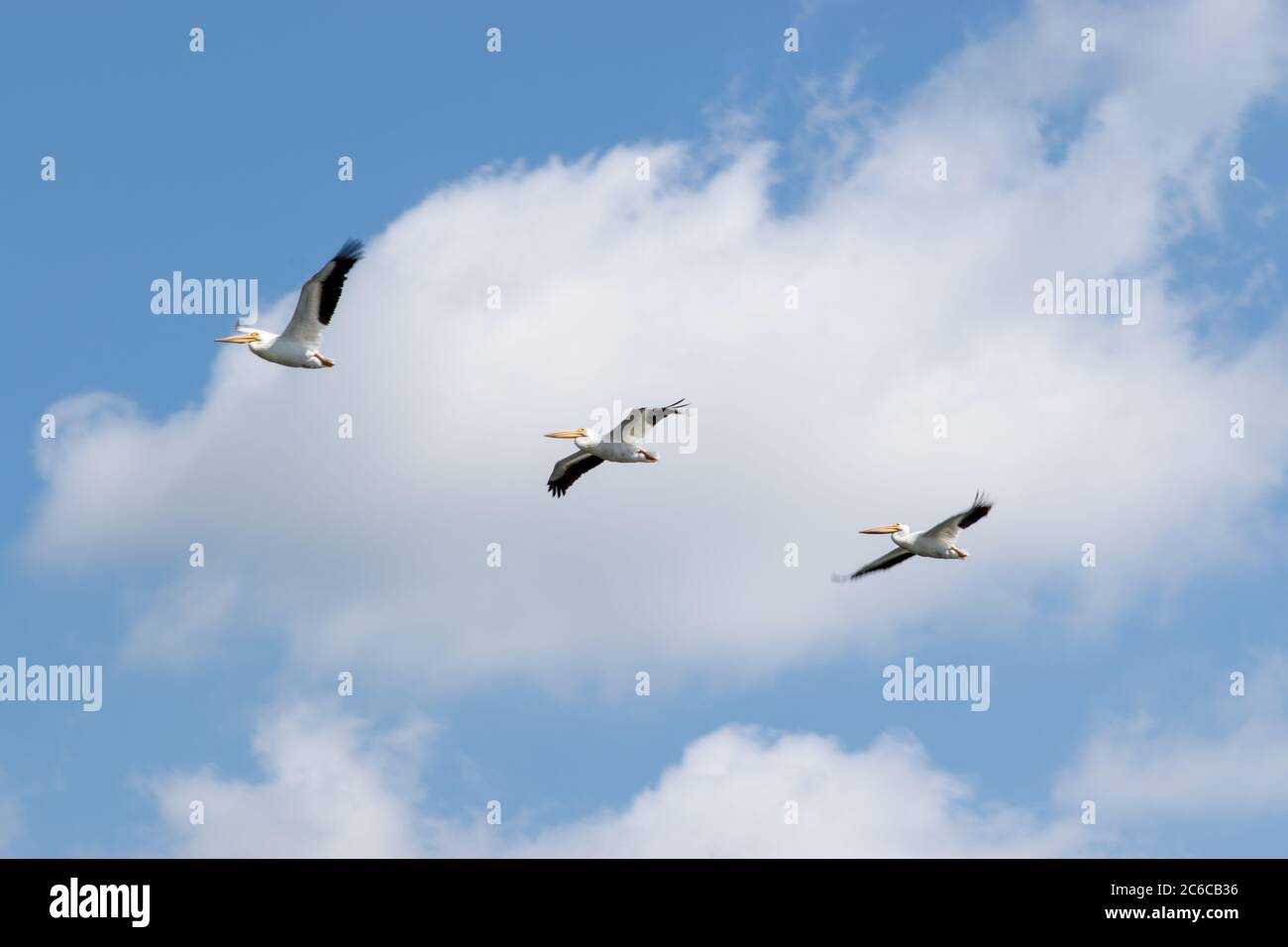 American white pelican migration hi-res stock photography and images ...