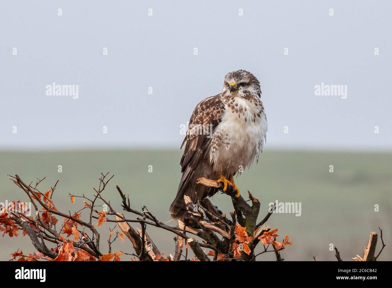 Big buzzard hi-res stock photography and images - Alamy