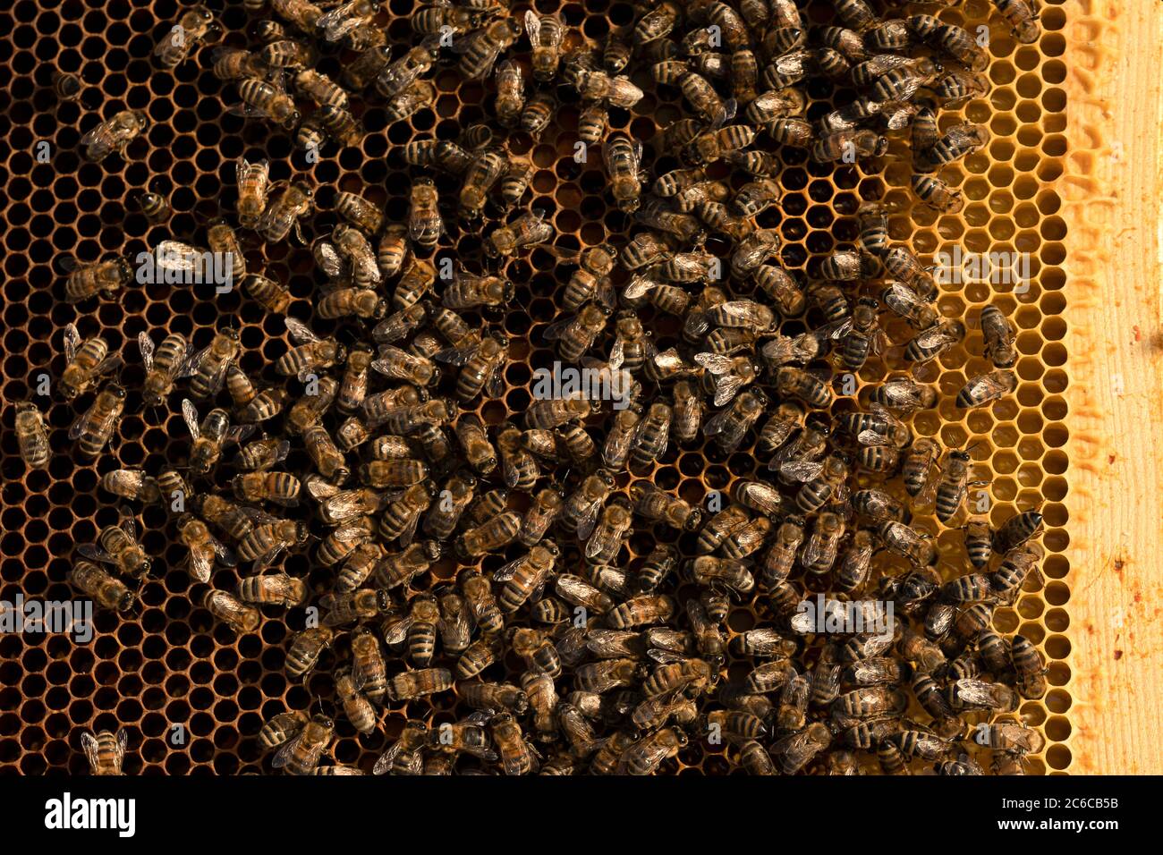 Cleaning bee hive hi-res stock photography and images - Alamy