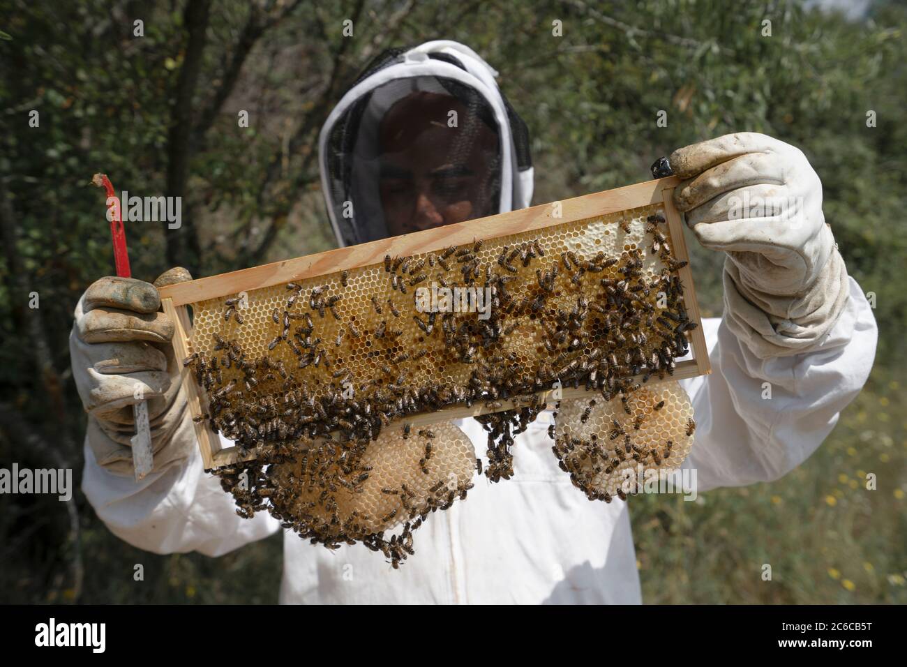 Drone cells, male honey bee on a beehive frame, hold by a beekeeper ...
