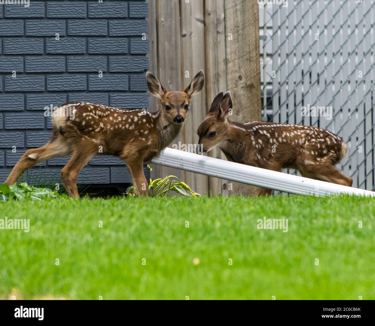 Twin mule deer hi-res stock photography and images - Alamy
