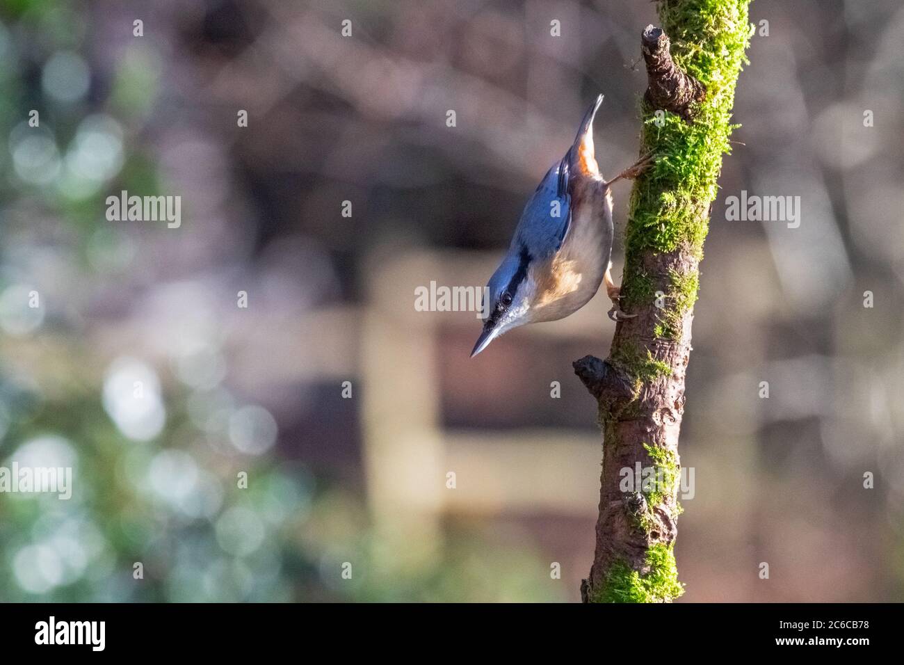 Nuthatch nature photo and image hi-res stock photography and images - Alamy