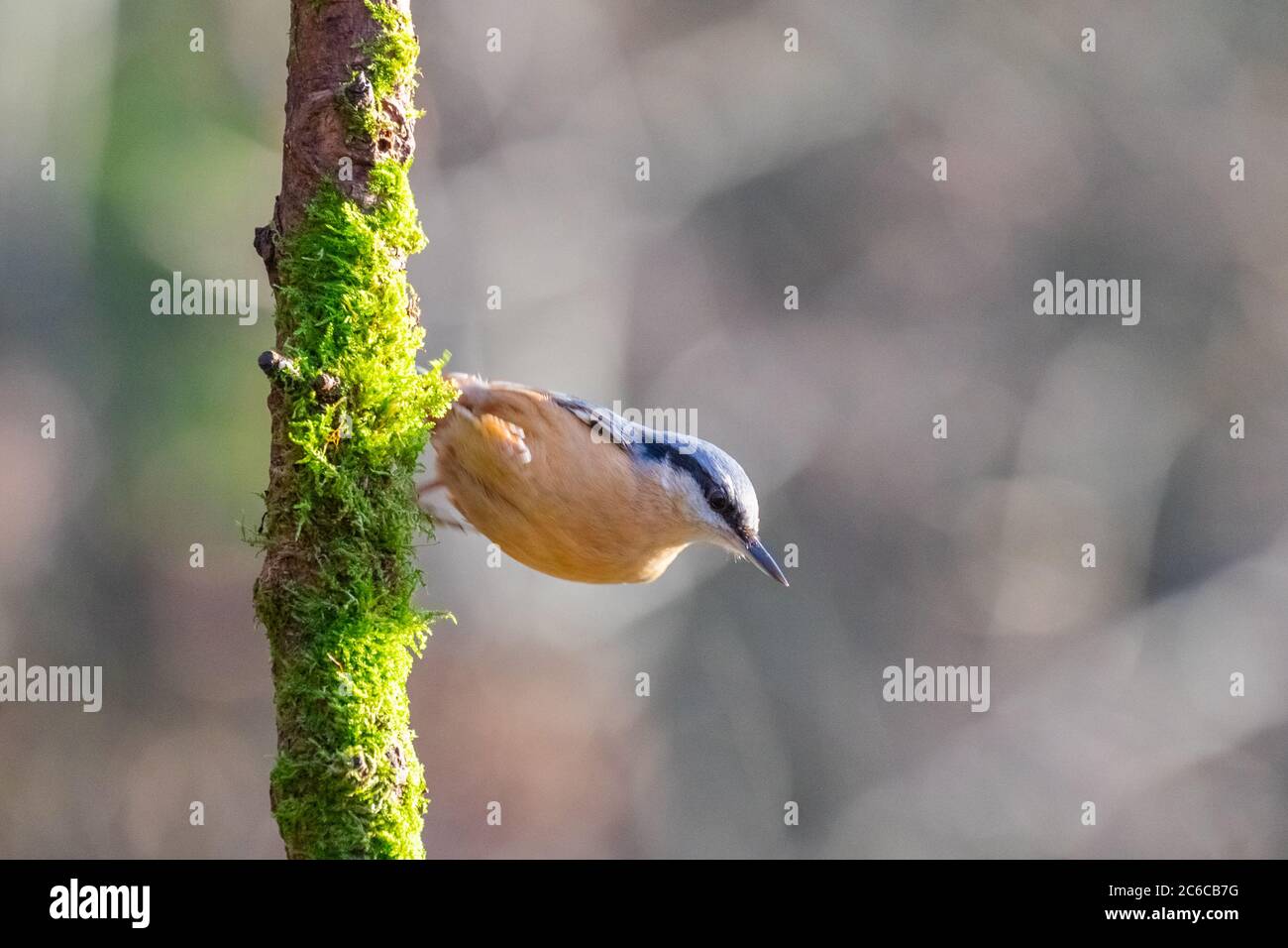 Nuthatch bird image hi-res stock photography and images - Alamy