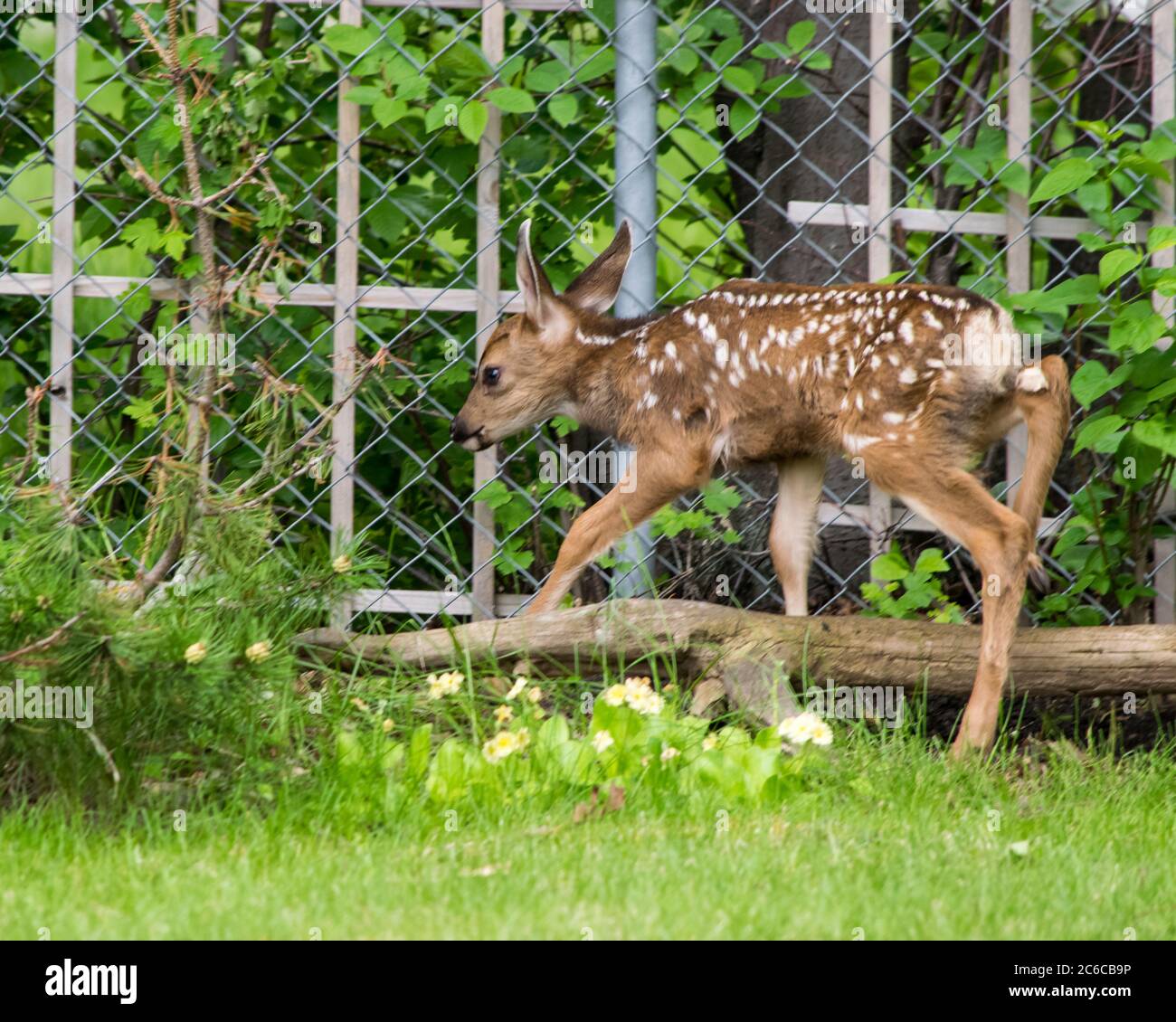 Twin baby animals hi-res stock photography and images - Alamy