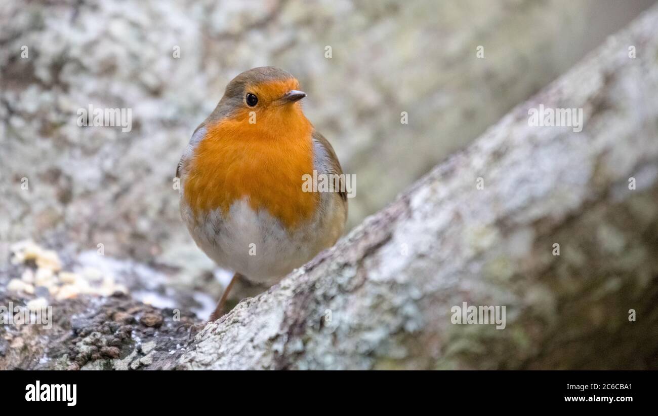 Robin common bird species hi-res stock photography and images - Alamy