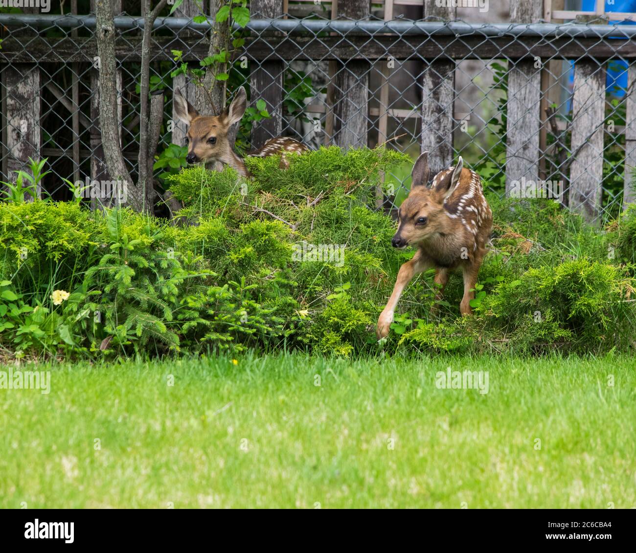 Twin baby animals hi-res stock photography and images - Alamy