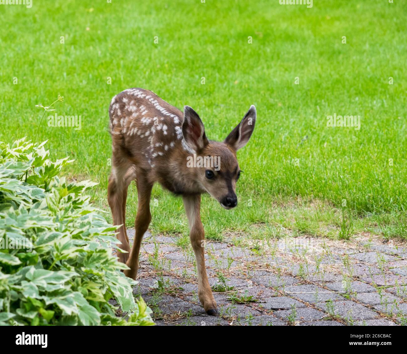 Twin mule deer hi-res stock photography and images - Alamy