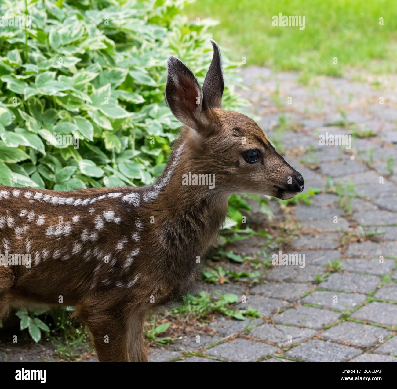 Twin new born deer Stock Photo - Alamy