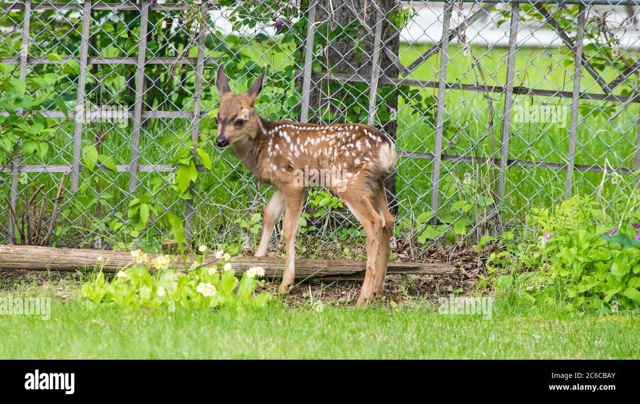 Twin new born deer Stock Photo - Alamy