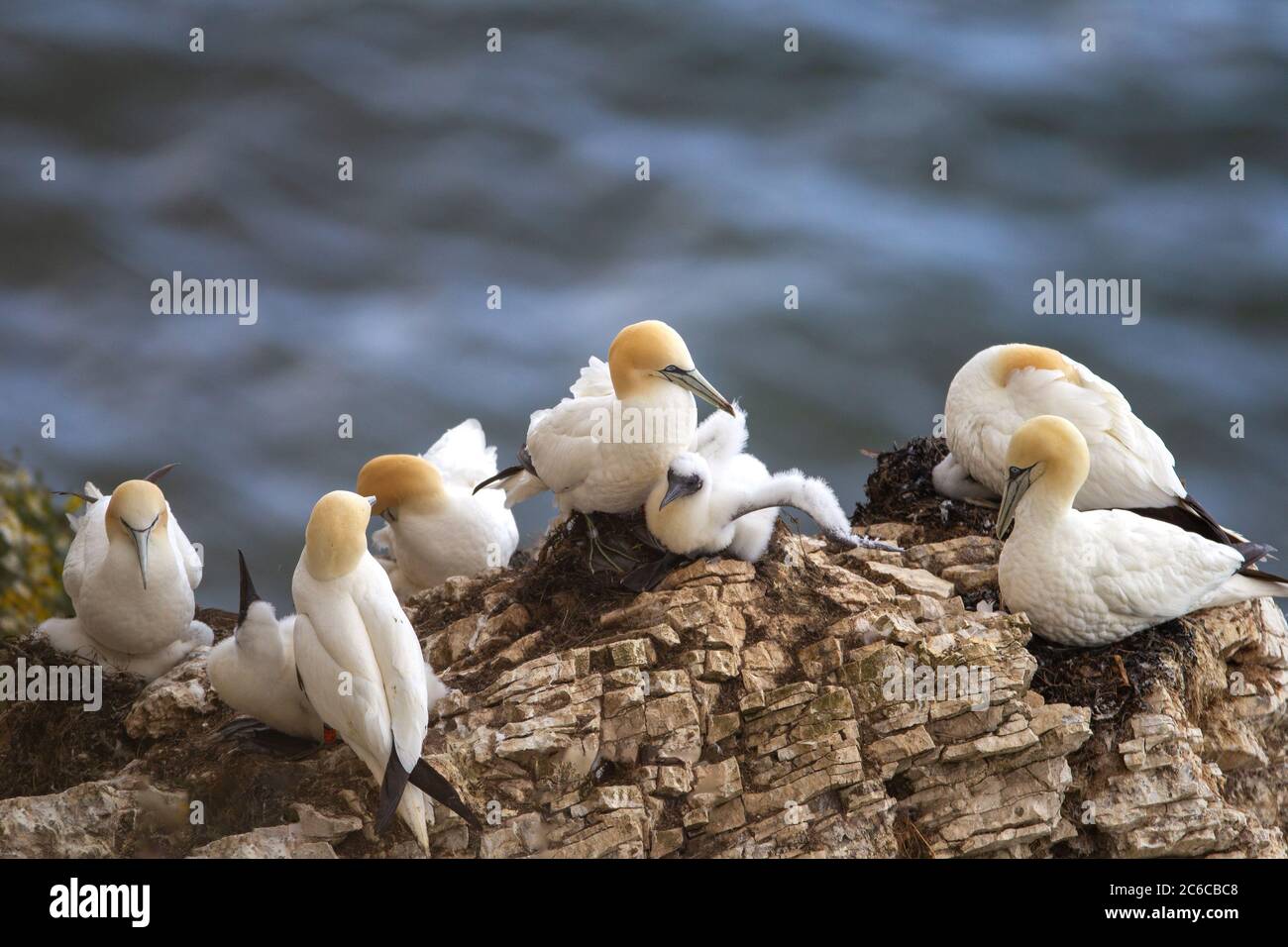 Scale nab hi-res stock photography and images - Alamy