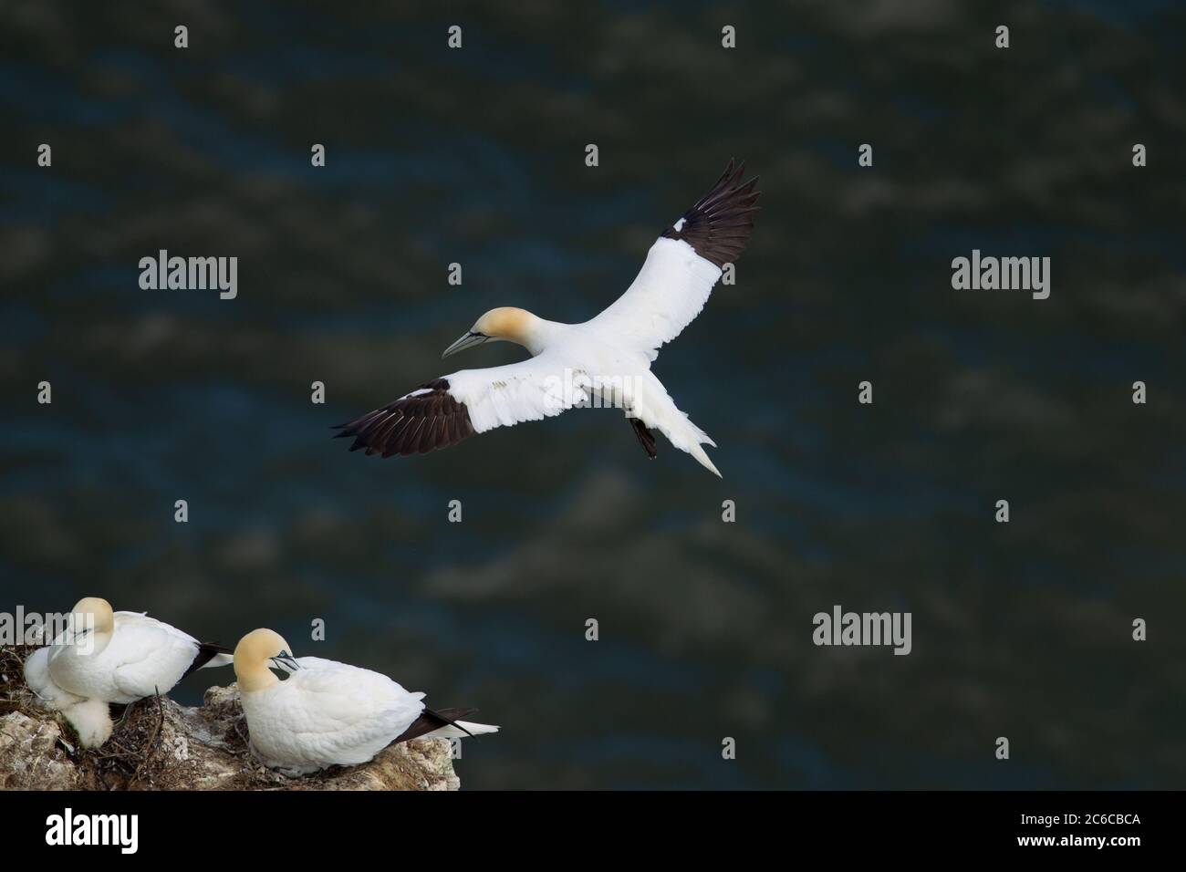 Scale nab hi-res stock photography and images - Alamy