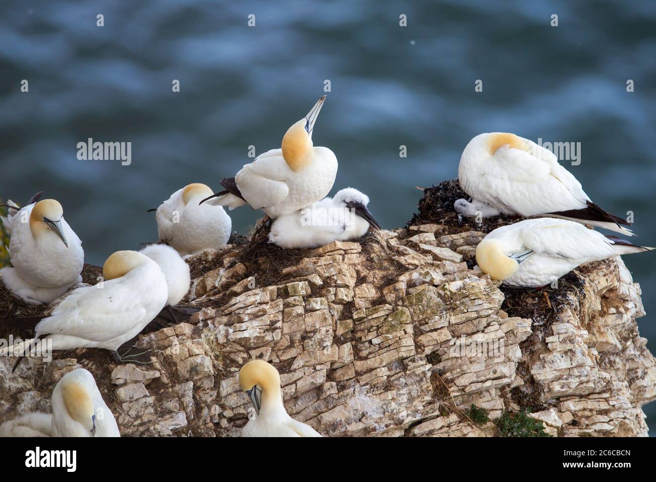 Scale nab hi-res stock photography and images - Alamy