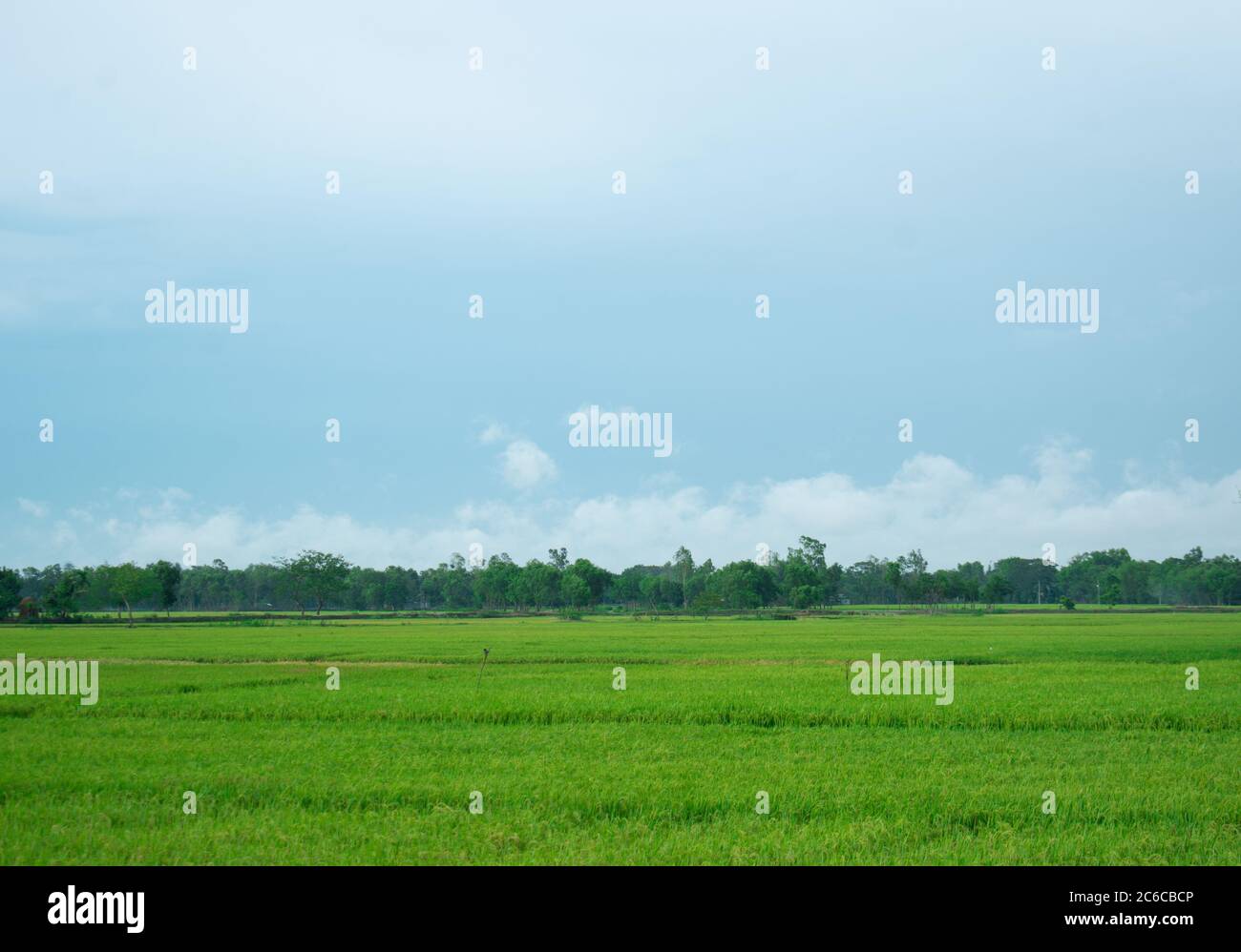 eye level view of a green field with green trees in horizon line and ...