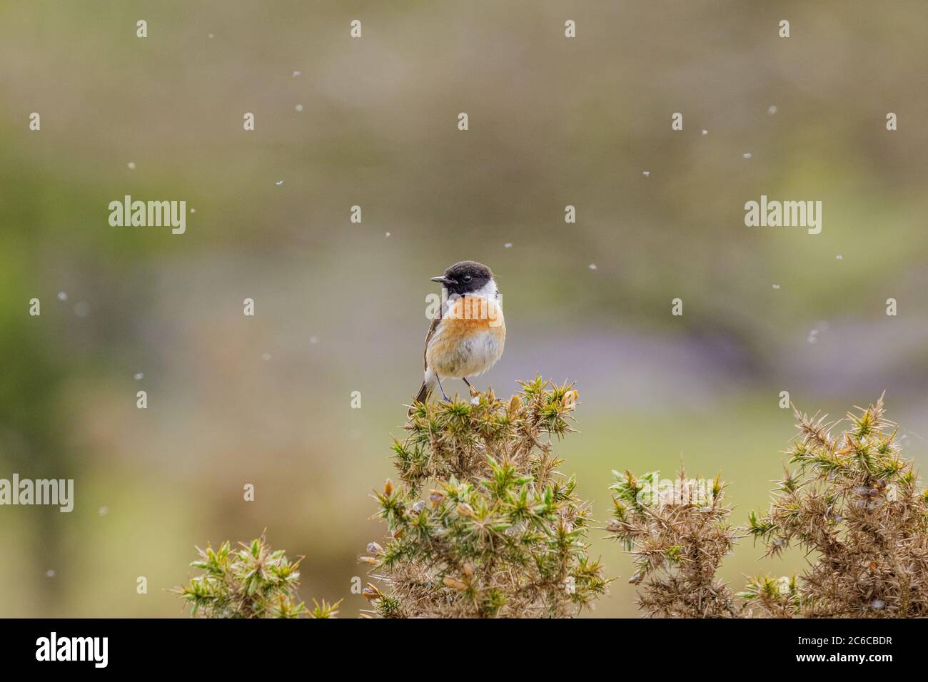 Stonechat flying hi-res stock photography and images - Alamy