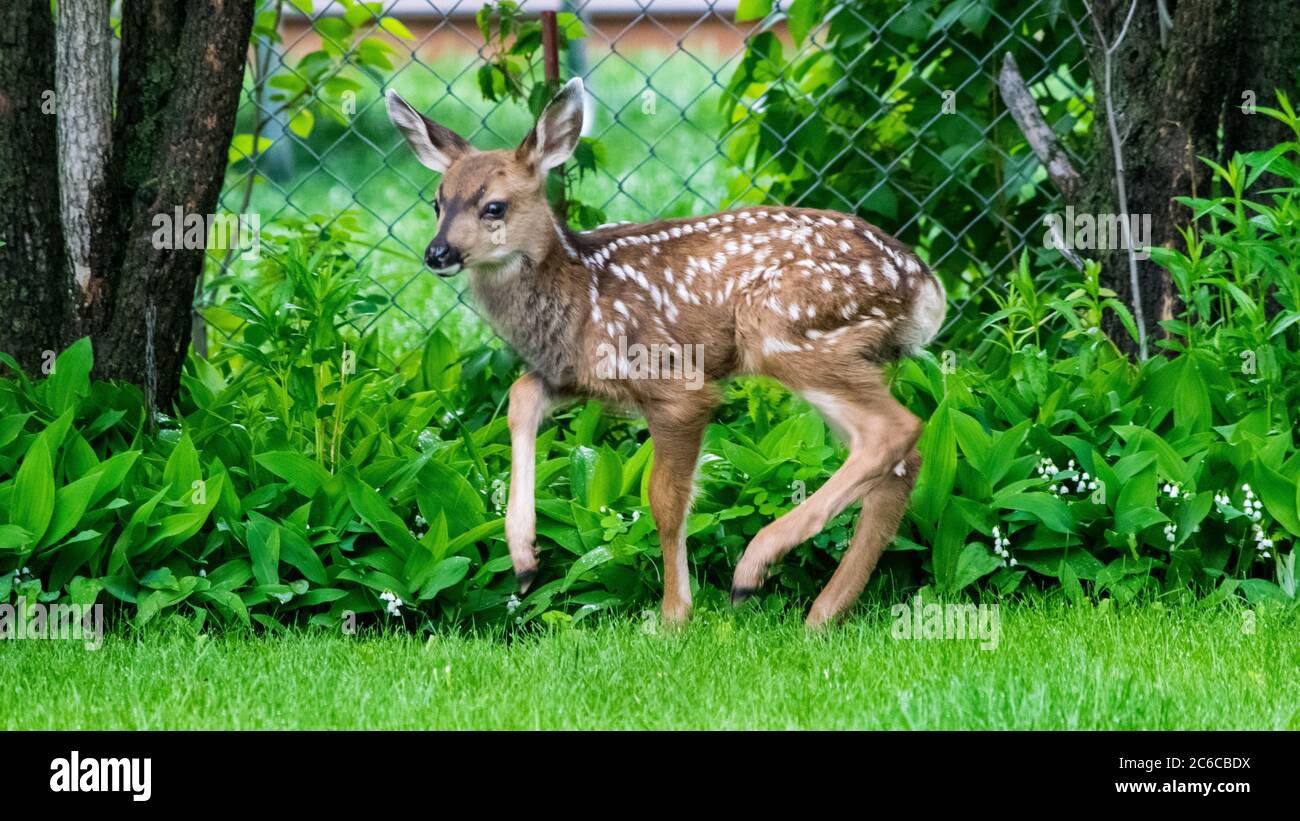 Twin new born deer Stock Photo - Alamy