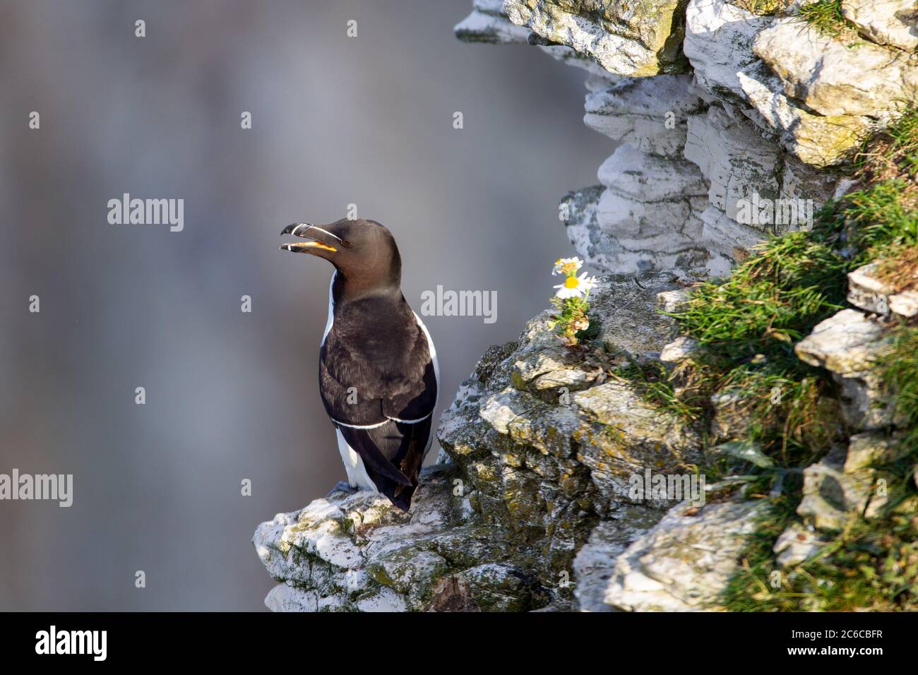 Species razorbill hi-res stock photography and images - Alamy