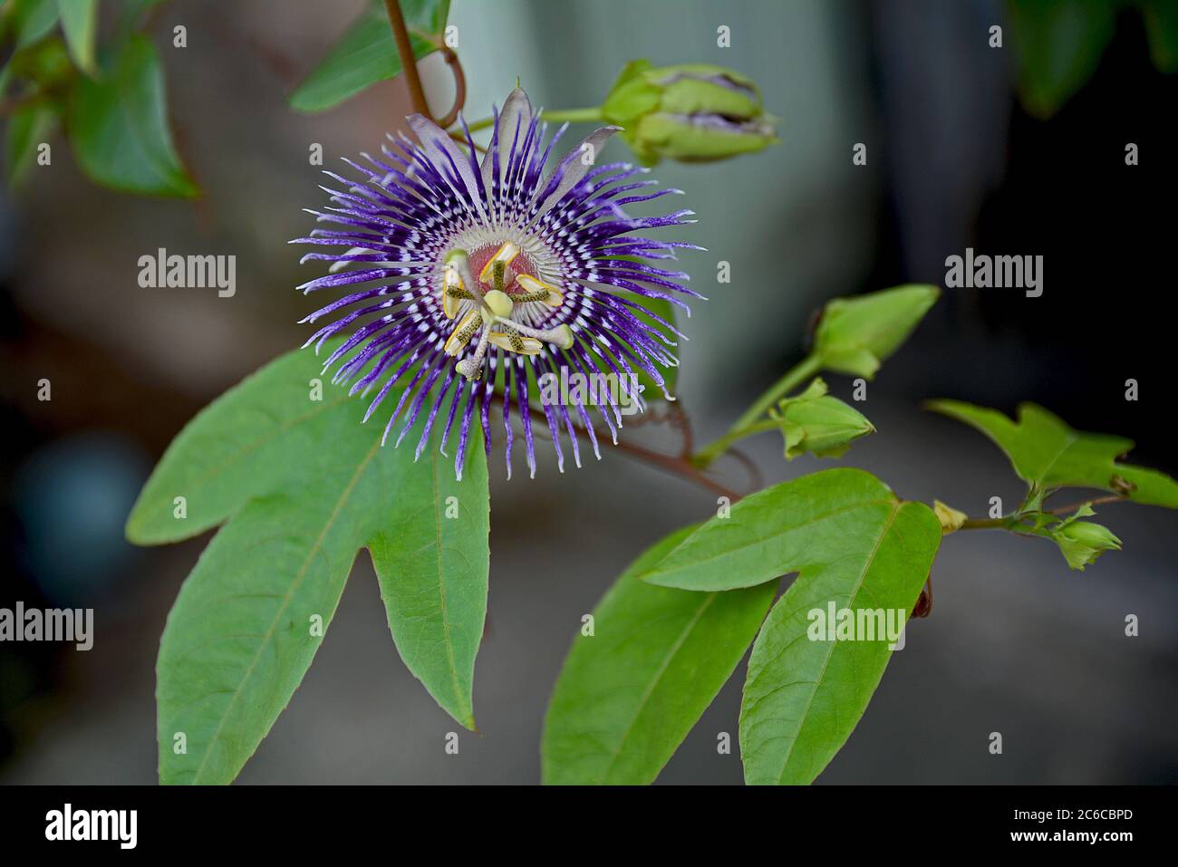 Kashmir Kusum flower, violet and purple, vine on rooftop in India Stock ...
